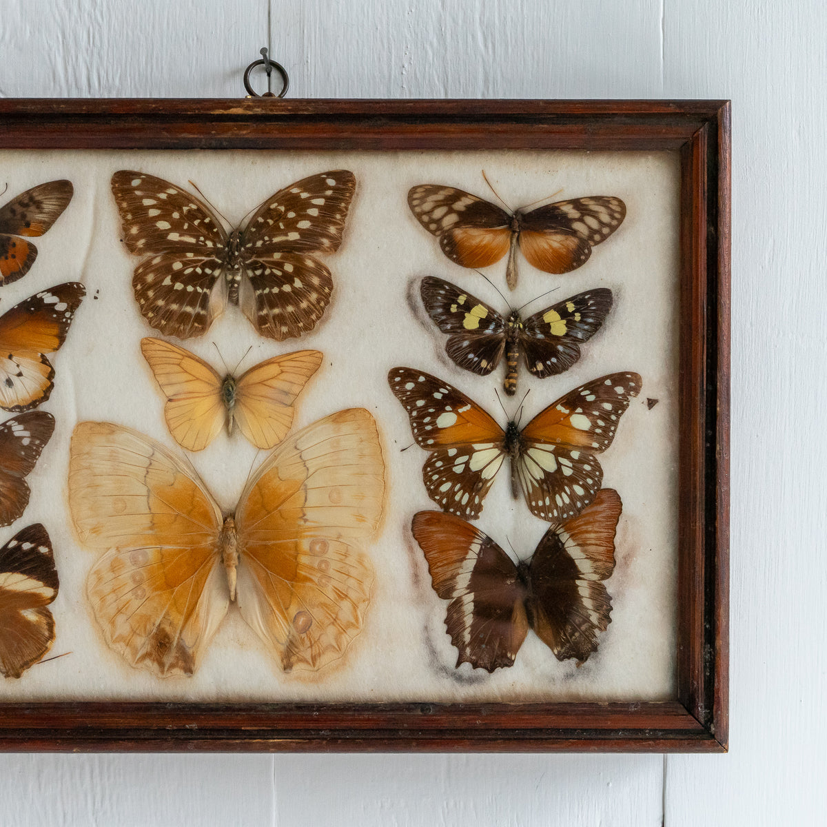 Vintage Butterfly Taxidermy Collection – Goose Home and Garden