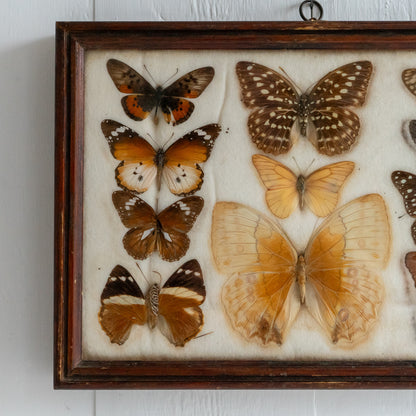 Vintage Butterfly Taxidermy Collection – Goose Home and Garden