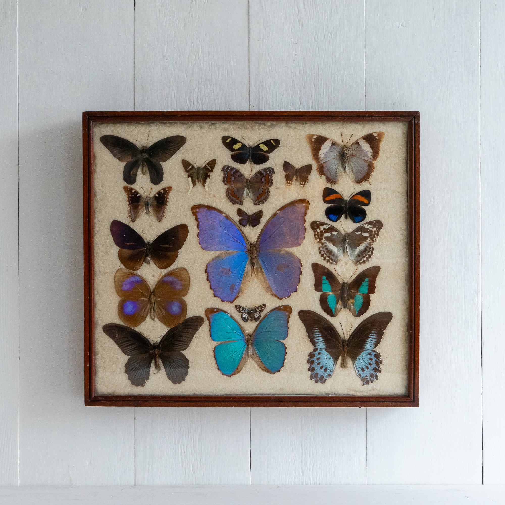 Large Vintage Butterfly Taxidermy Collection – Goose Home and Garden