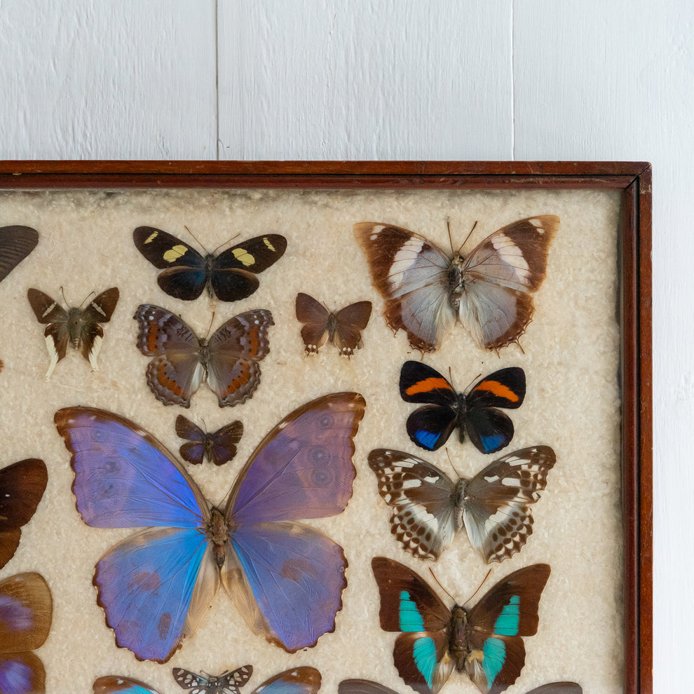 Large Vintage Butterfly Taxidermy Collection – Goose Home and Garden