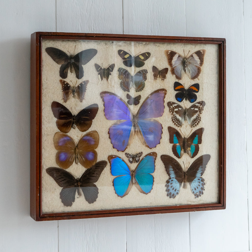 Large Vintage Butterfly Taxidermy Collection – Goose Home and Garden