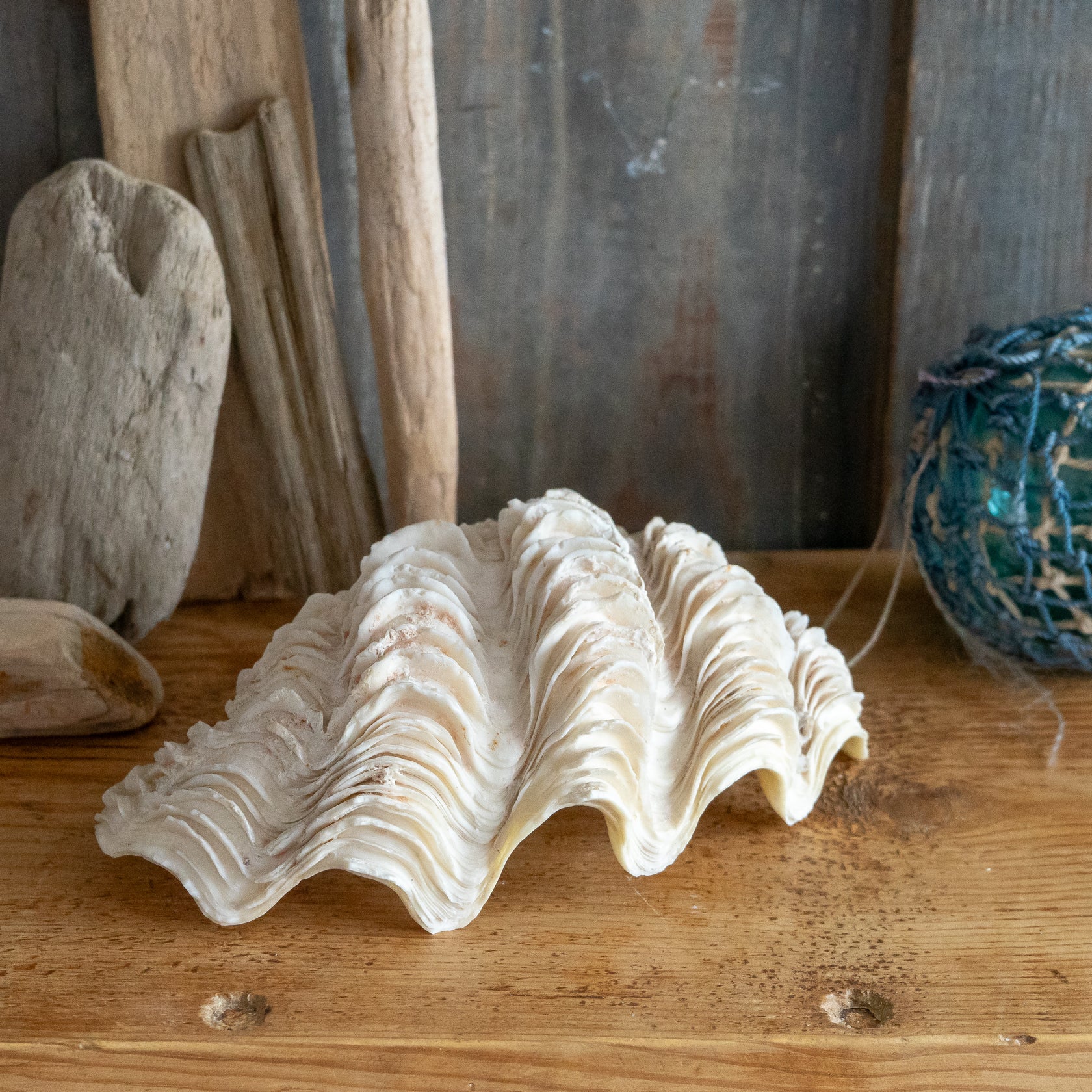 Decorative Clam Shell – Goose Home and Garden