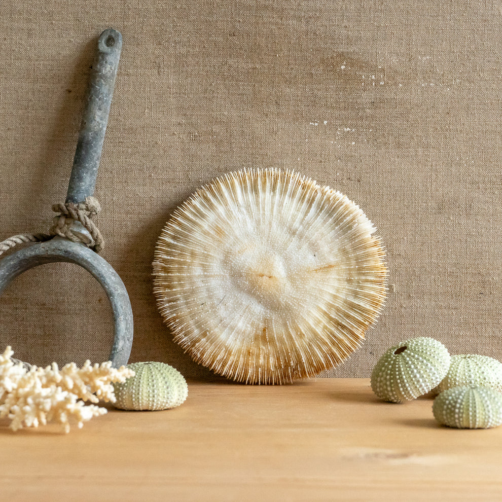 Natural Mushroom Coral – Goose Home and Garden